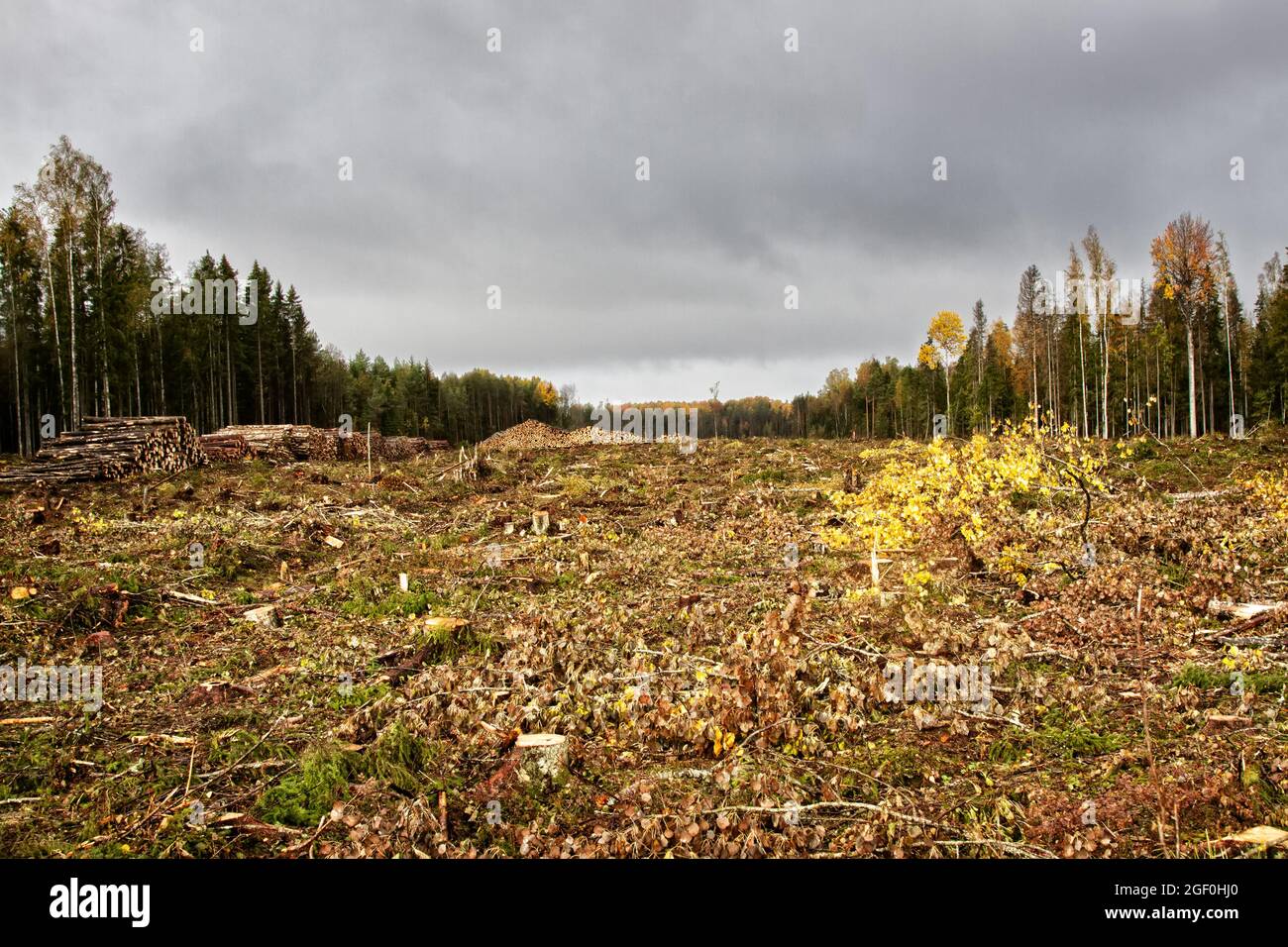 Clear felling sylvicultural system (not reserve cuttingnot) of boreal ...