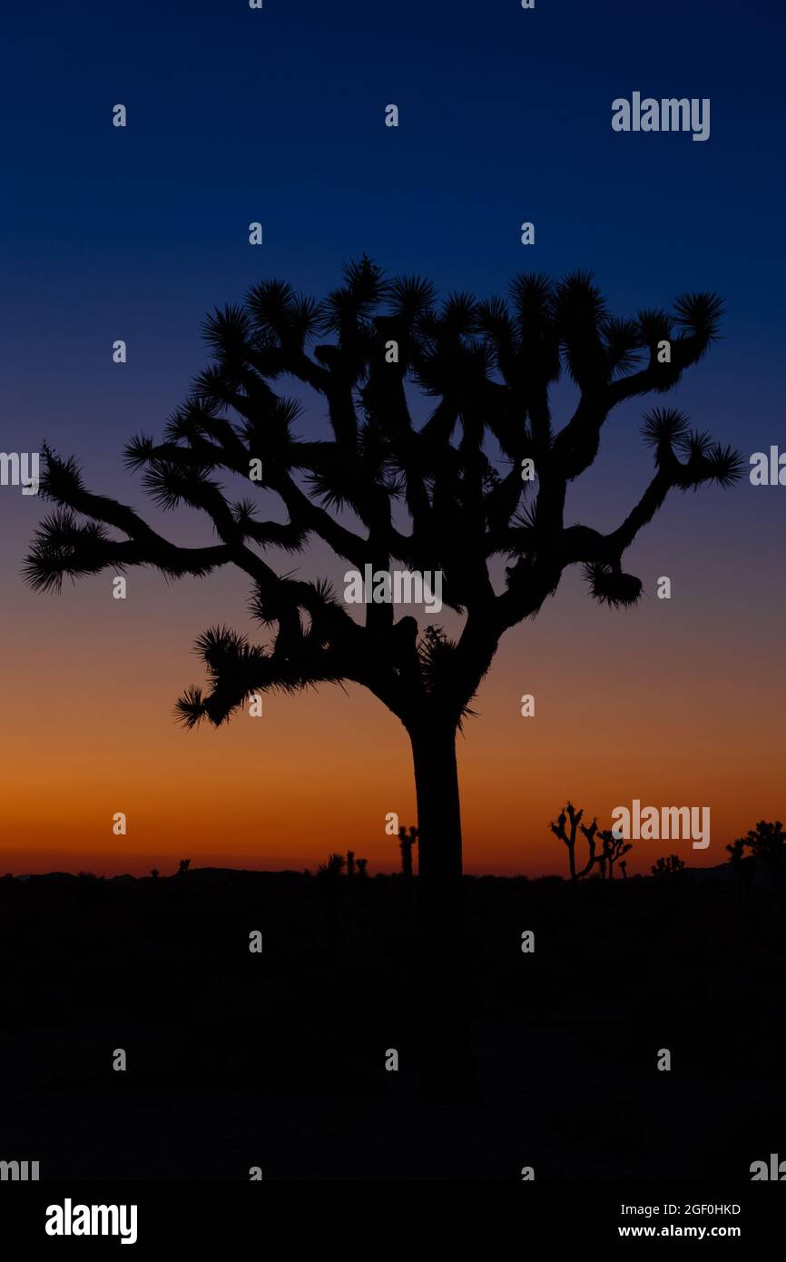 Dramatic sunset skies over Joshua Trees Stock Photo - Alamy