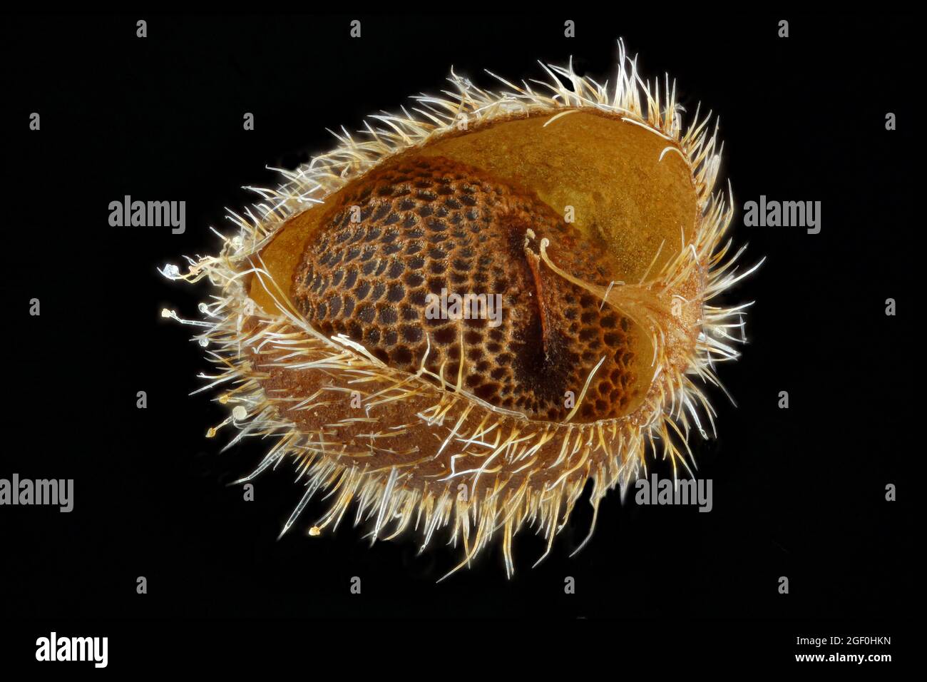 Geranium dissectum, Cut-leaved crane’s-bill, Schlitzblättriger ...