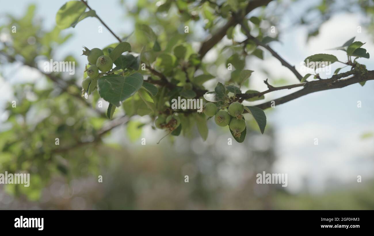 apple tree with small green apples on a branch, wide photo Stock Photo ...