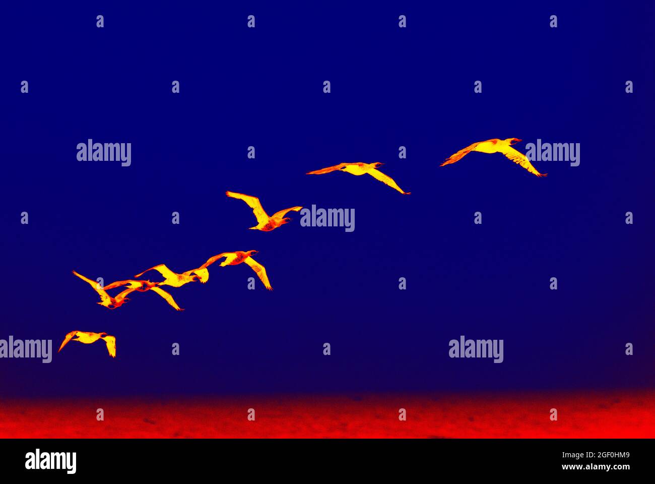 Flock of birds on blue background. Scanning the animal's body ...