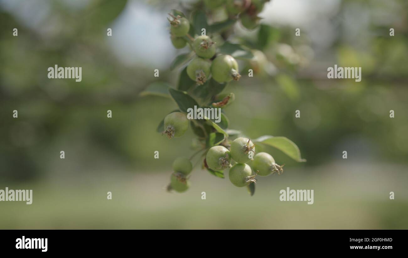 apple tree with small green apples on a branch, wide photo Stock Photo ...