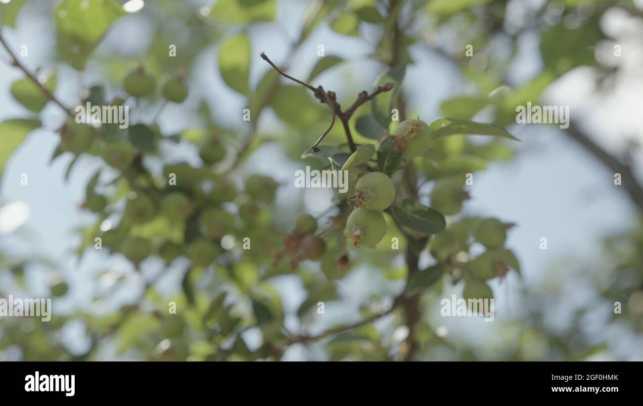 apple tree with small green apples on a branch, wide photo Stock Photo ...