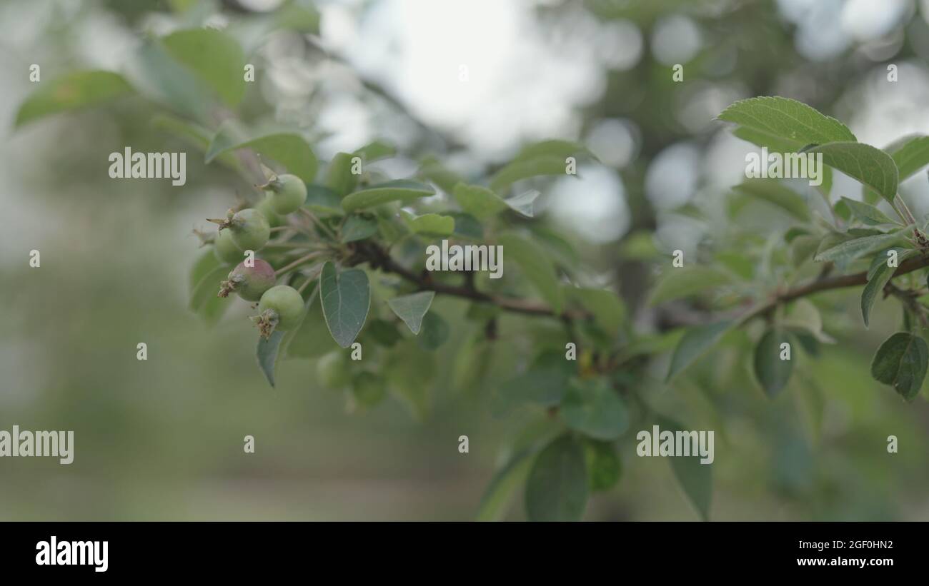 apple tree with small green apples on a branch, wide photo Stock Photo ...