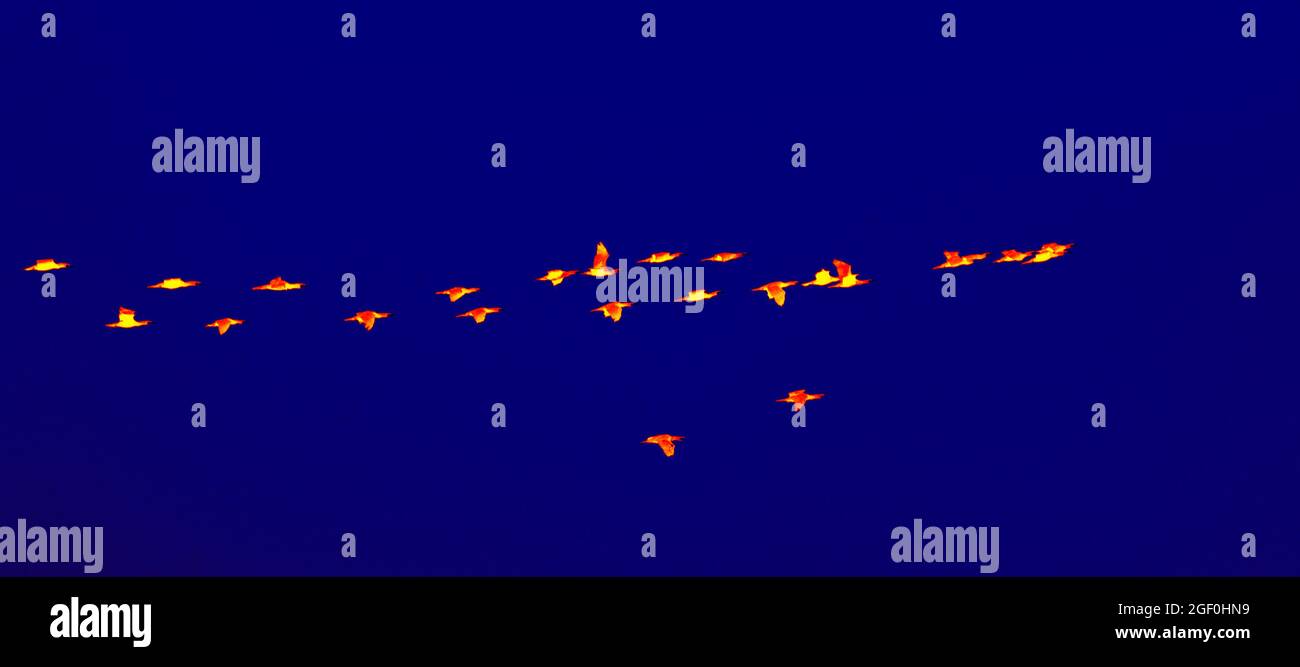 Flock of birds on blue background. Scanning the animal's body ...