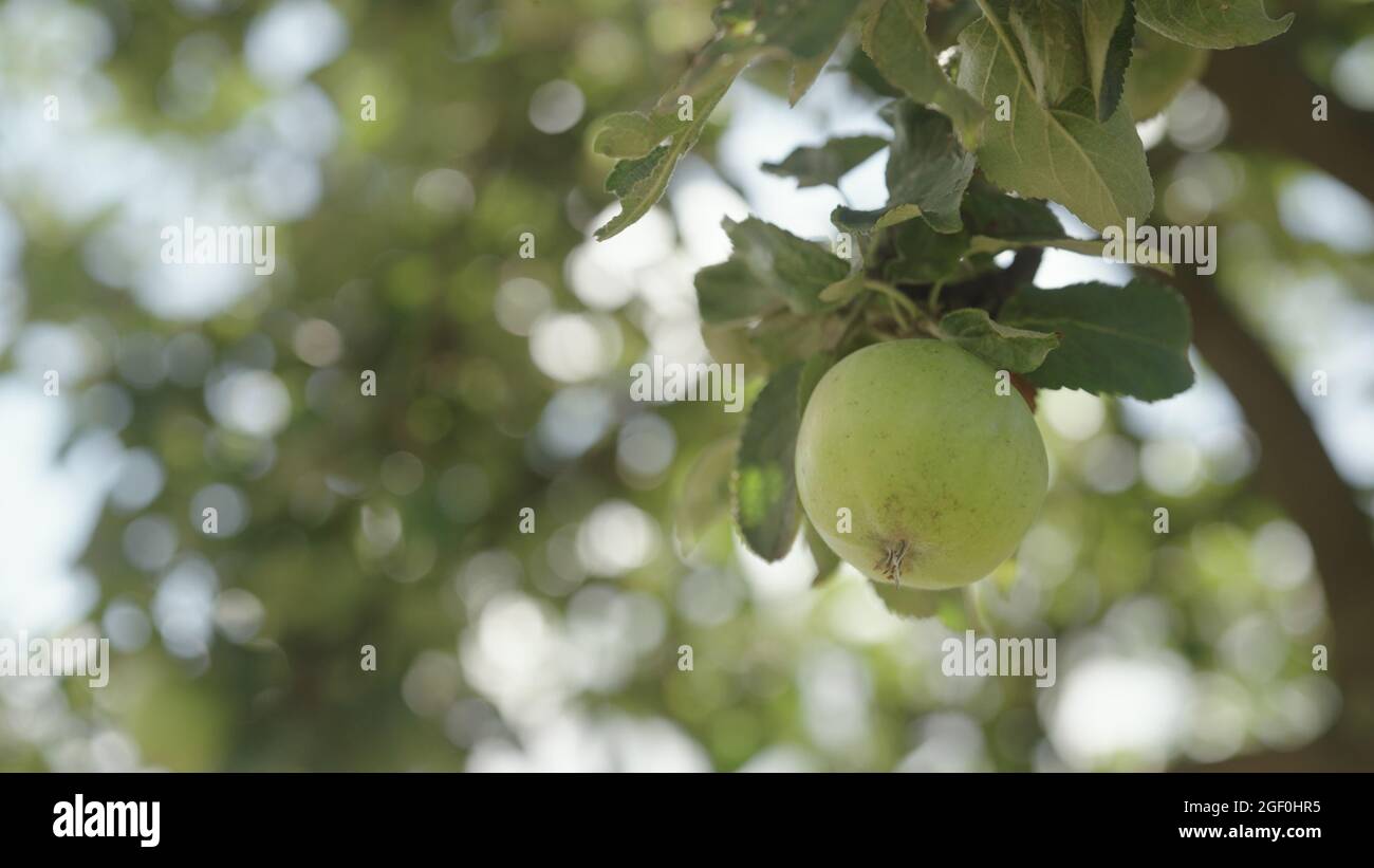 green apple on apple tree with sun peeking through leaves, wide photo ...