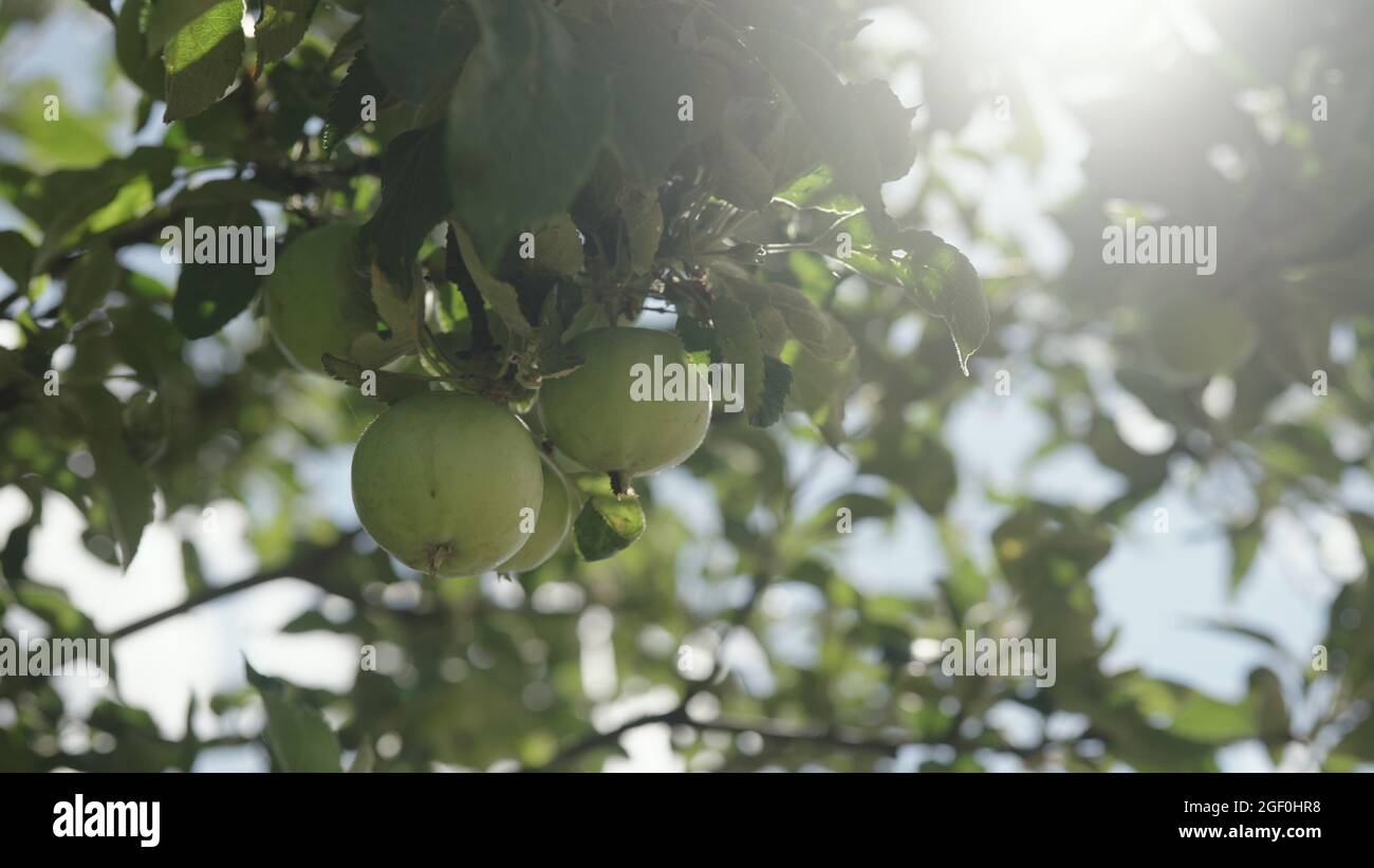green apples on apple tree with sun peeking through leaves, wide photo ...