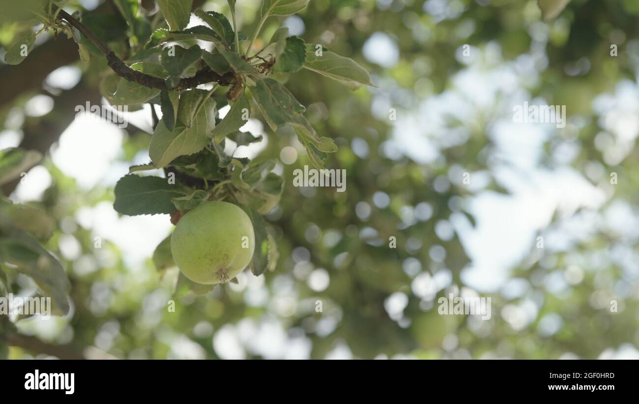 green apple on apple tree with sun peeking through leaves, wide photo ...