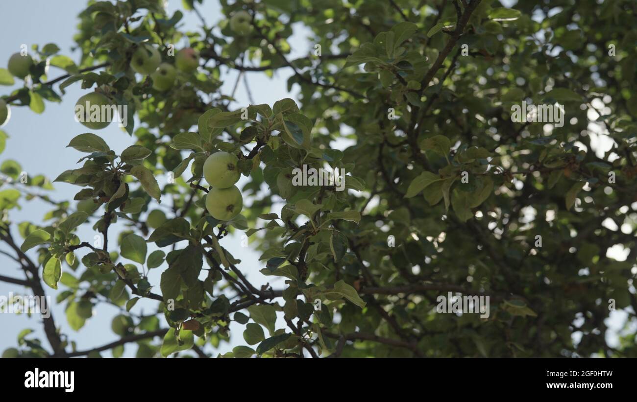 green apples on apple tree with sun peeking through leaves, wide photo ...
