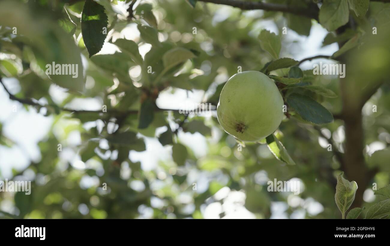 green apple on apple tree with sun peeking through leaves, wide photo ...