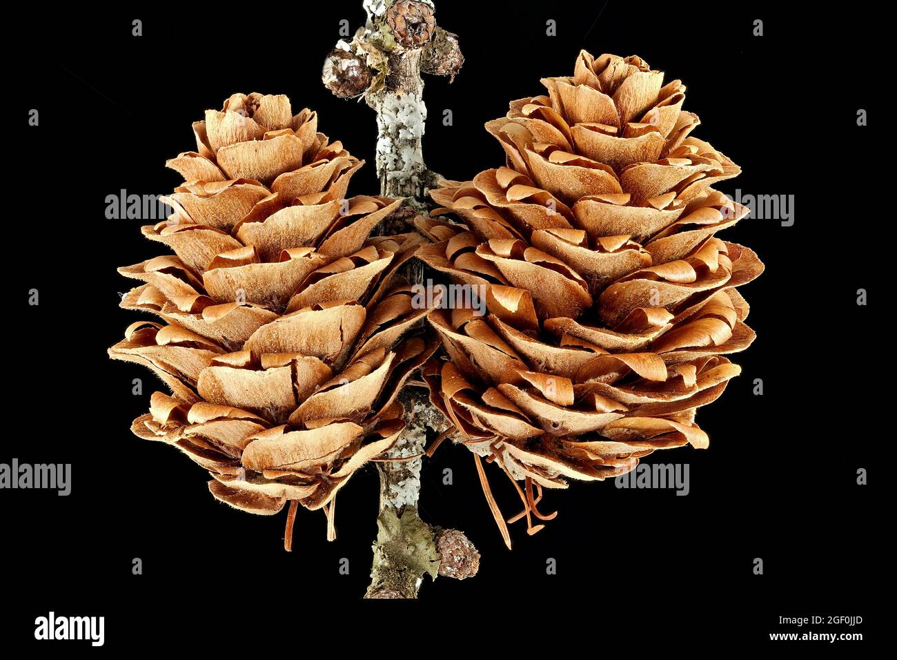 Larche hi-res stock photography and images - Alamy