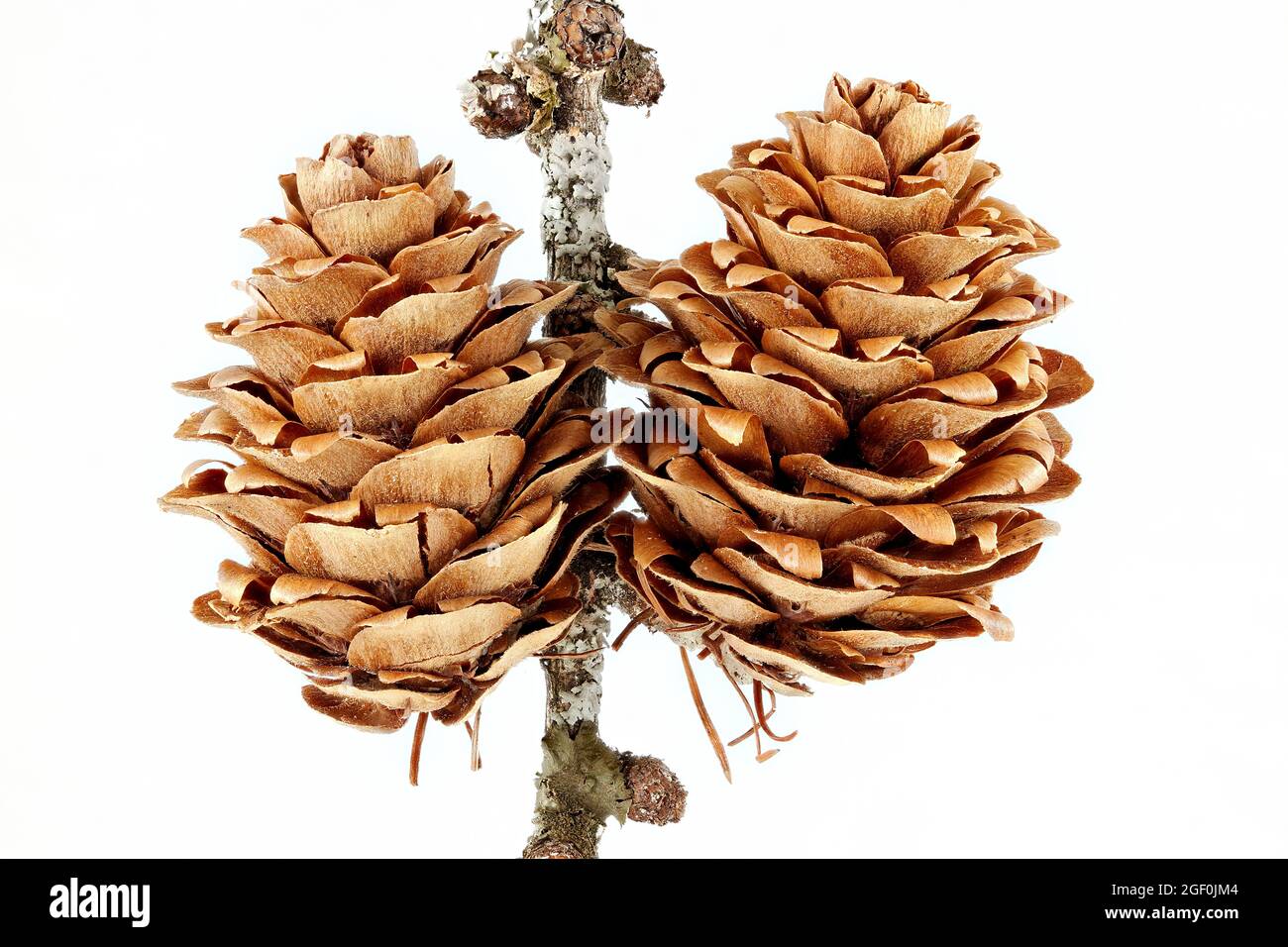 Conifers cone flower hi-res stock photography and images - Alamy