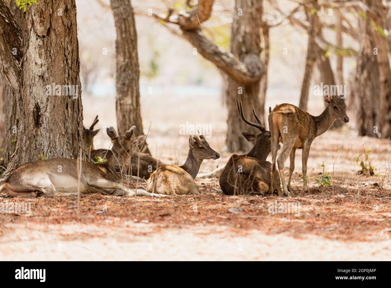 Deers are resting next to the tree Stock Photo - Alamy