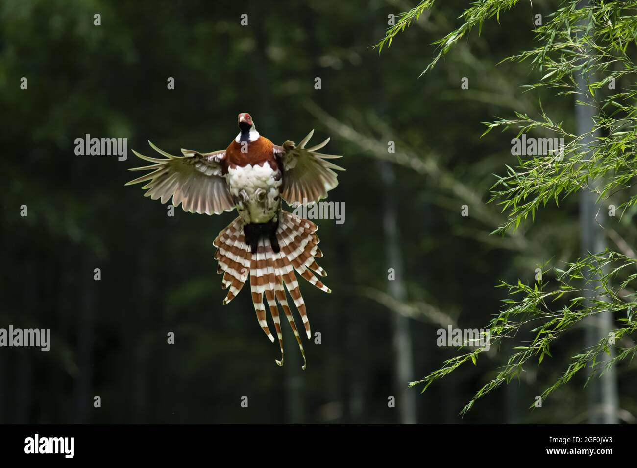 White band of long tail pheasants Stock Photo - Alamy