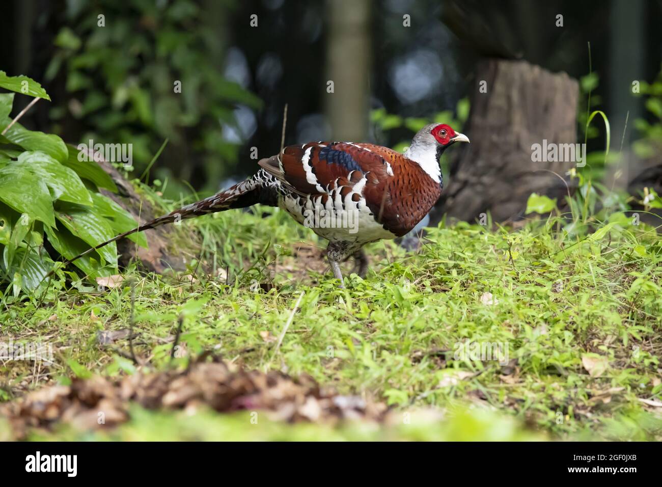 White band of long tail pheasants Stock Photo - Alamy