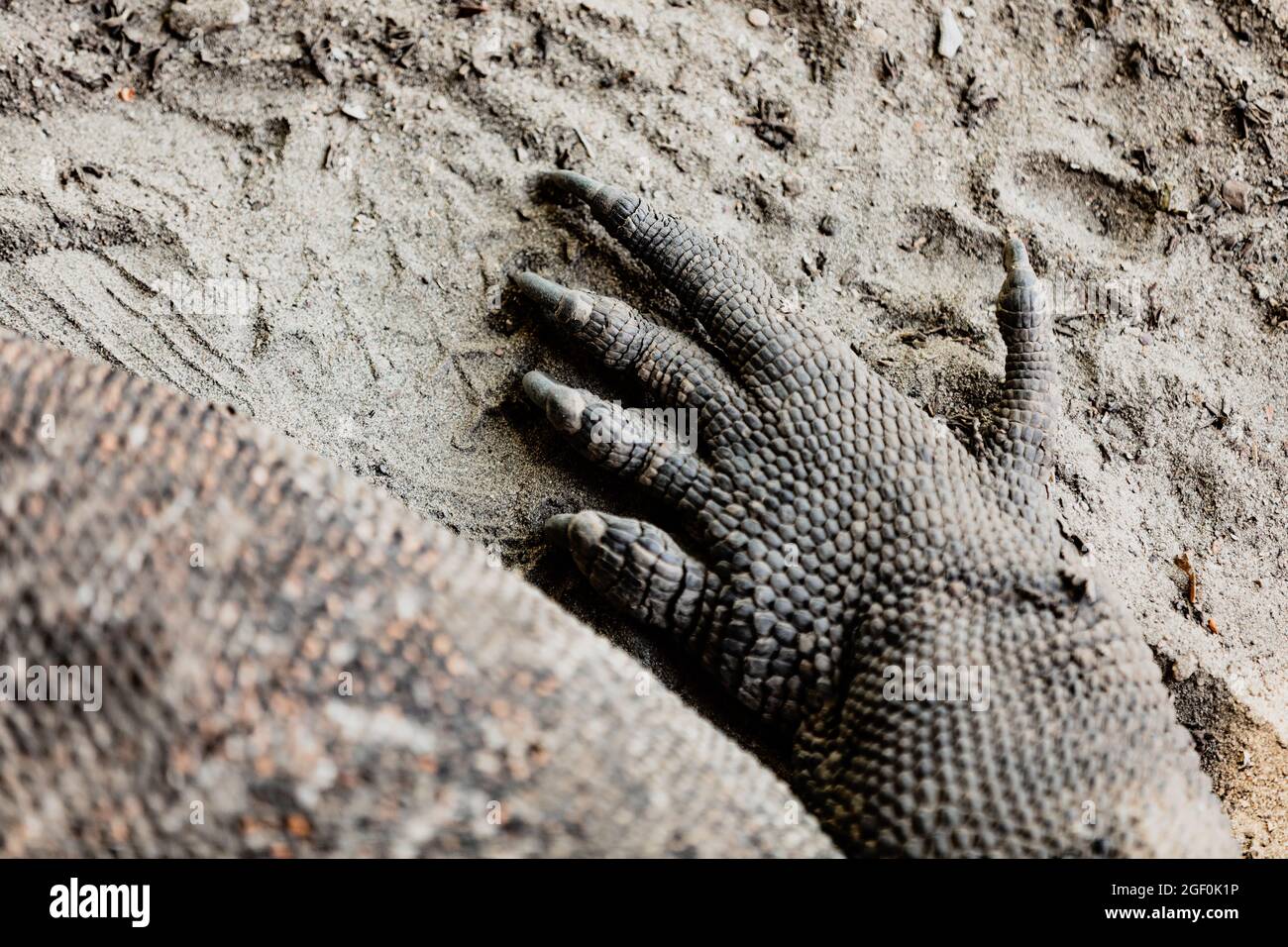 Paw with claws of Komodo dragon Stock Photo - Alamy