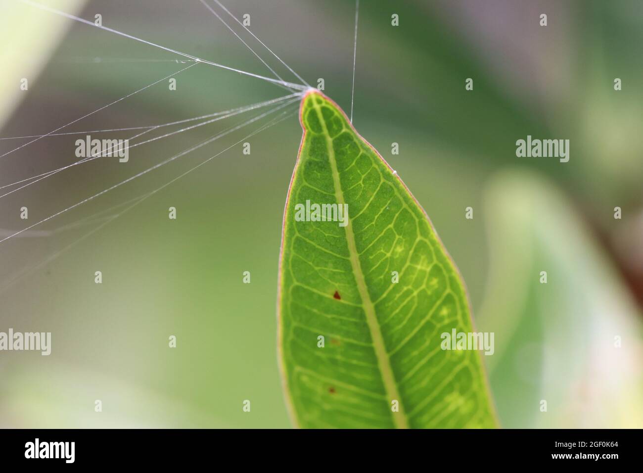Strands of spider web silk extend outward from a leaf Stock Photo - Alamy