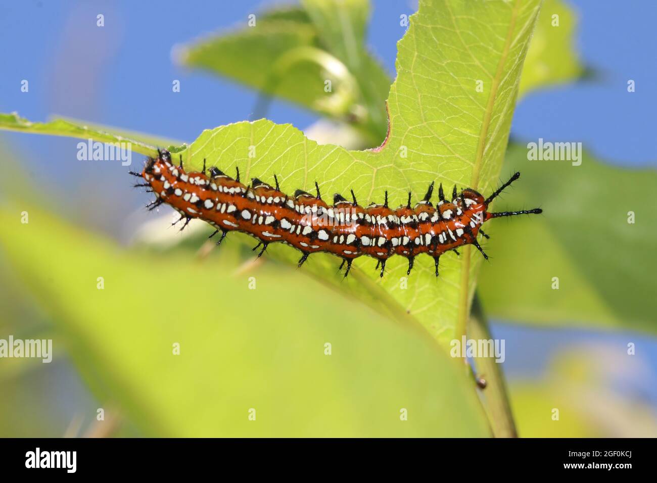 A variegated fritillary caterpillar (Euptoieta claudia) walks across a ...