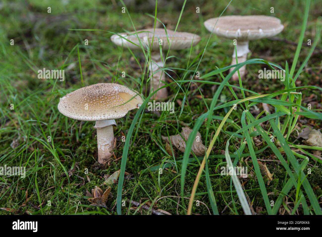 Specimens of the poisonous Amanita Pantherina, aka Panther cap or false ...
