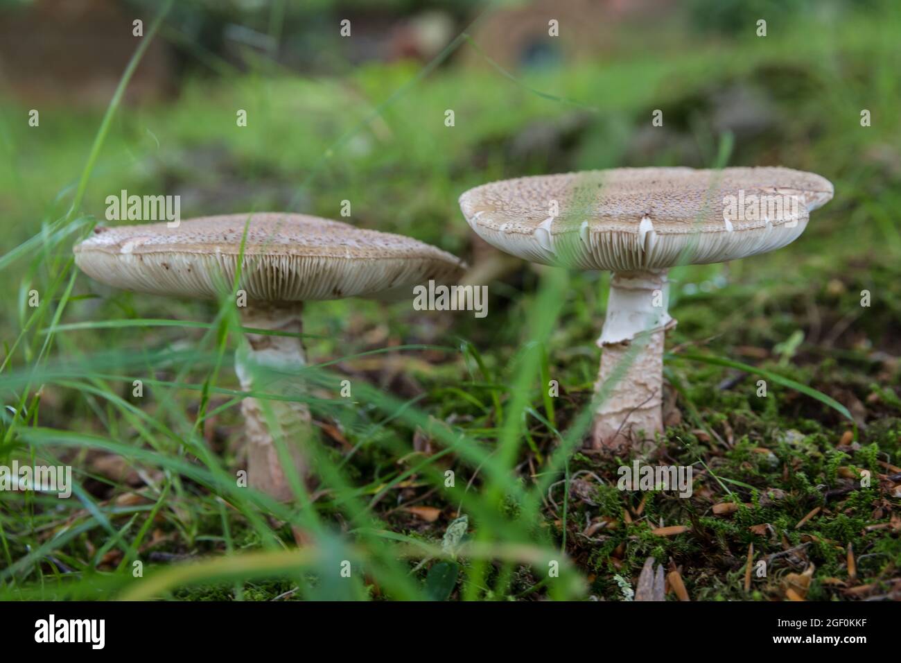 Specimens of the poisonous Amanita Pantherina, aka Panther cap or false ...