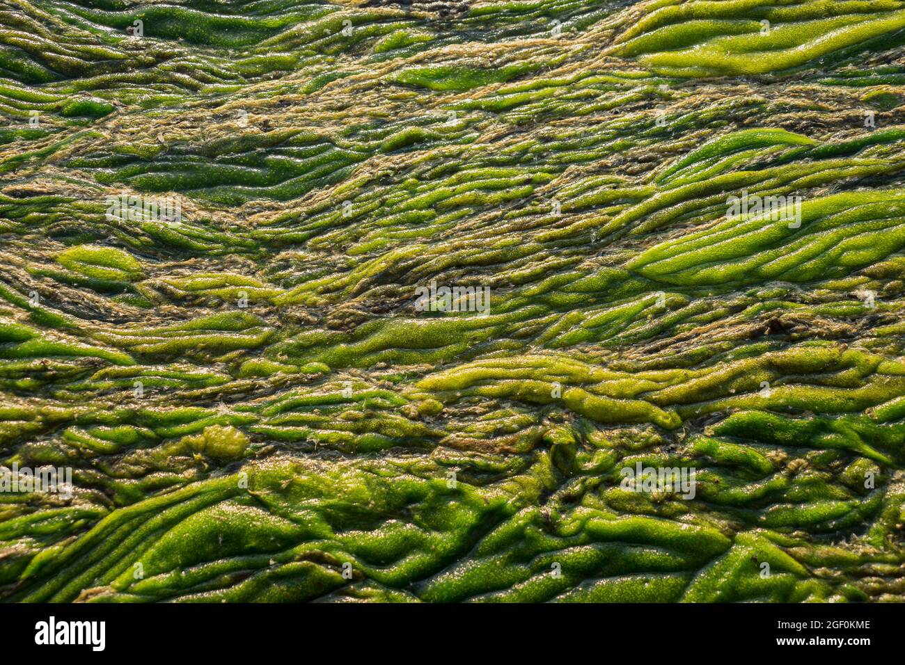 Green swampy abstract texture. View of algae and swamp close up ...