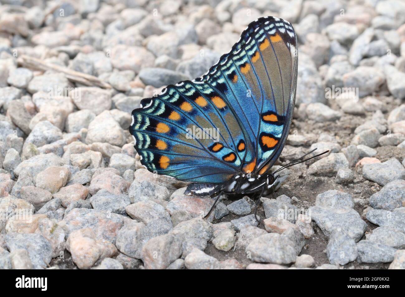 A Red-spotted purple butterfly (Limenitis arthemis astyanax) rests on ...