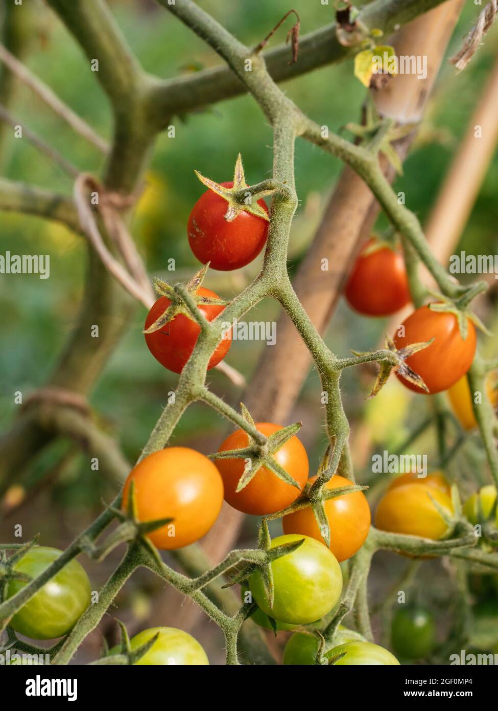 Currant tomato (Solanum pimpinellifolium) with small fruits Stock Photo ...