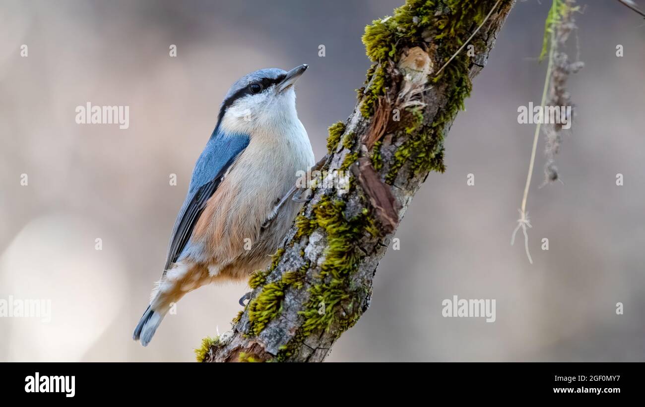bird, natur, wild lebende tiere, tier, spatz, schnabel, wild, feather ...