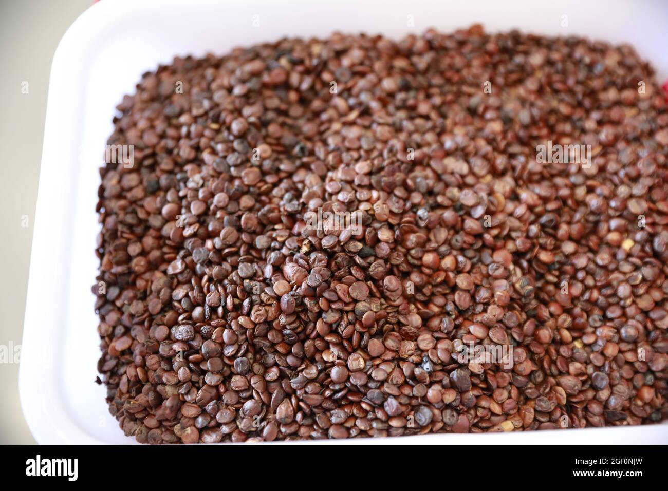 Jujube kernel is a kind of traditional Chinese medicine Stock Photo - Alamy