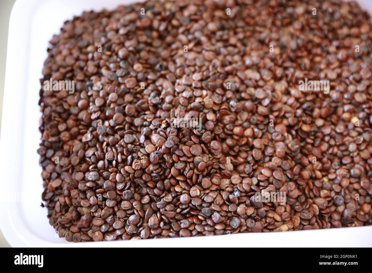 Jujube kernel is a kind of traditional Chinese medicine Stock Photo - Alamy