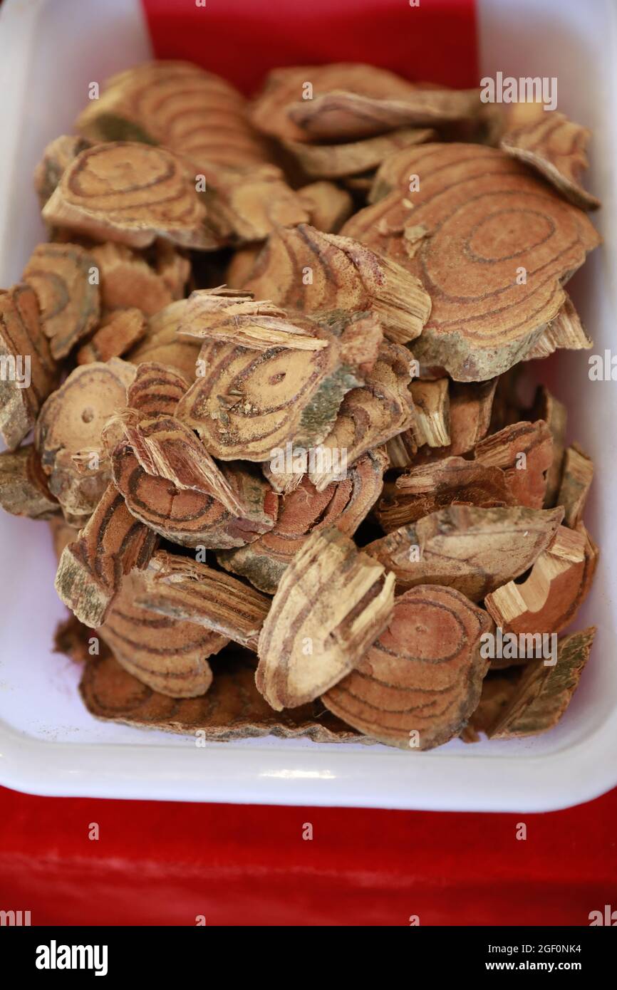 Trilobites suberect spatholobus stem hi-res stock photography and ...