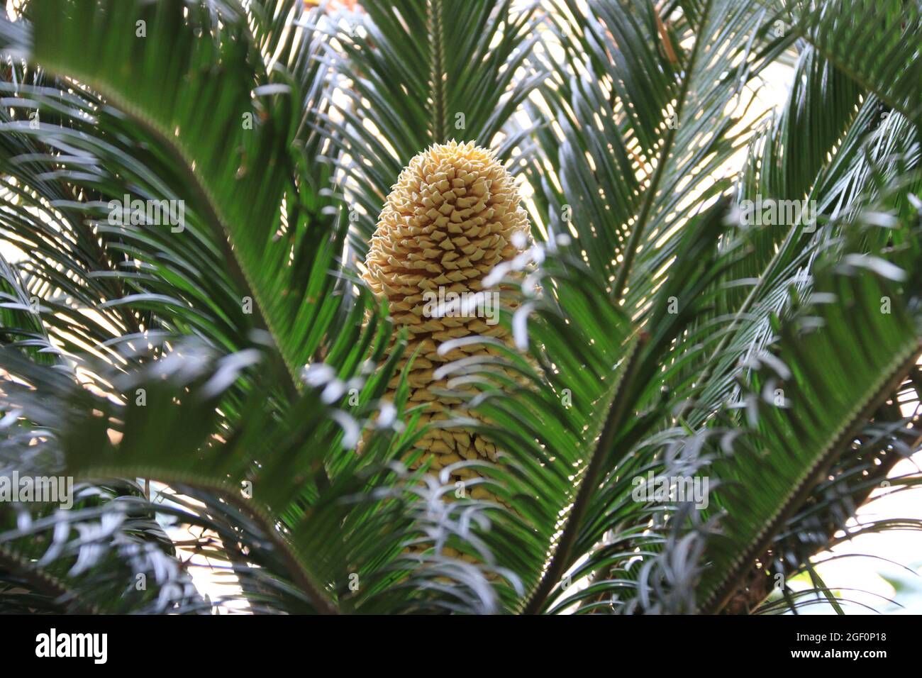Cycas flowering hi-res stock photography and images - Alamy