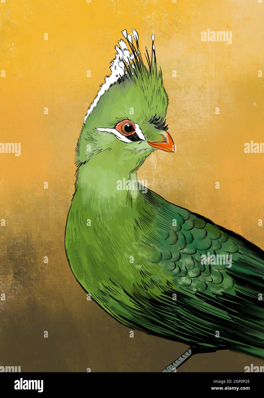 hand drawn bird illustration Stock Photo - Alamy