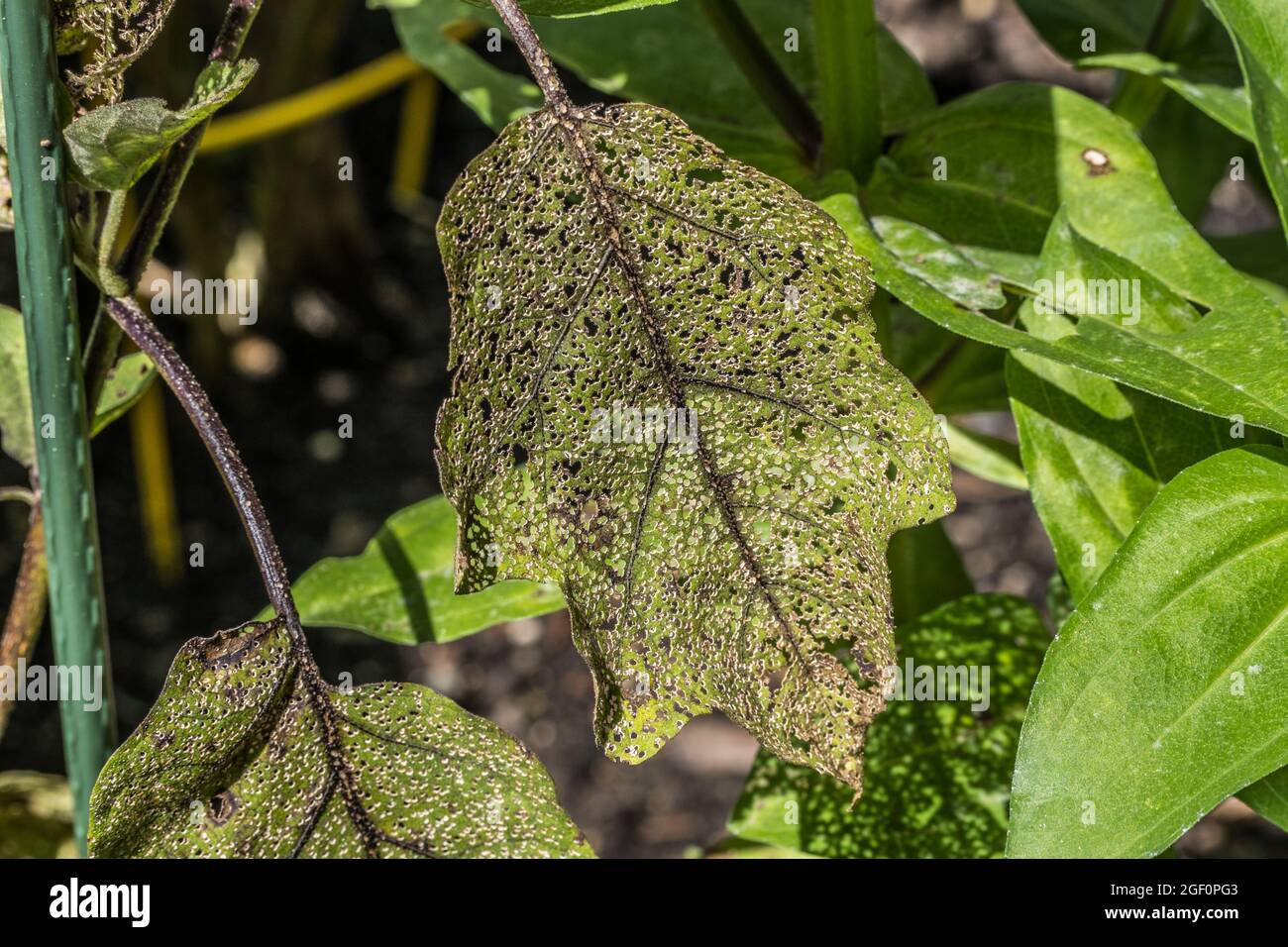 Insect infestation on a leaf with multiple holes in it causing damage ...