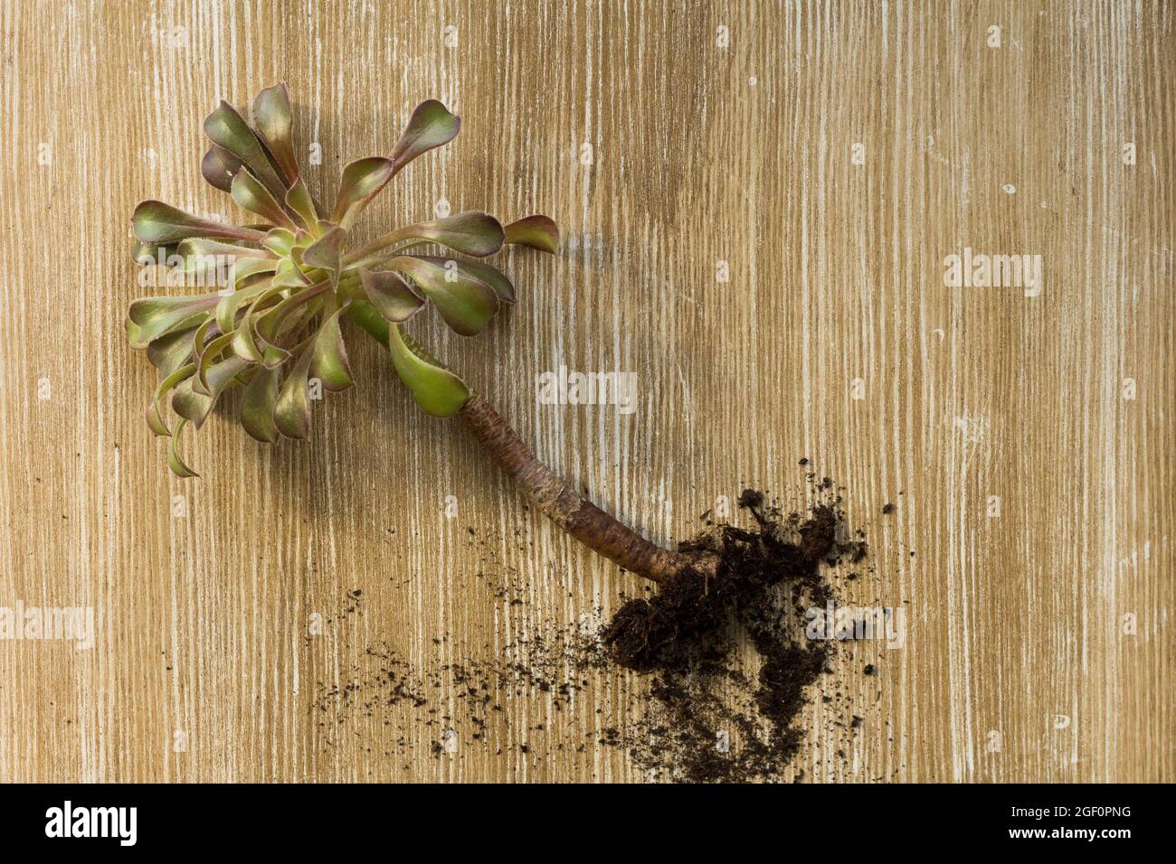 Top view of dark color Aeonium with root before cutting and repotting ...