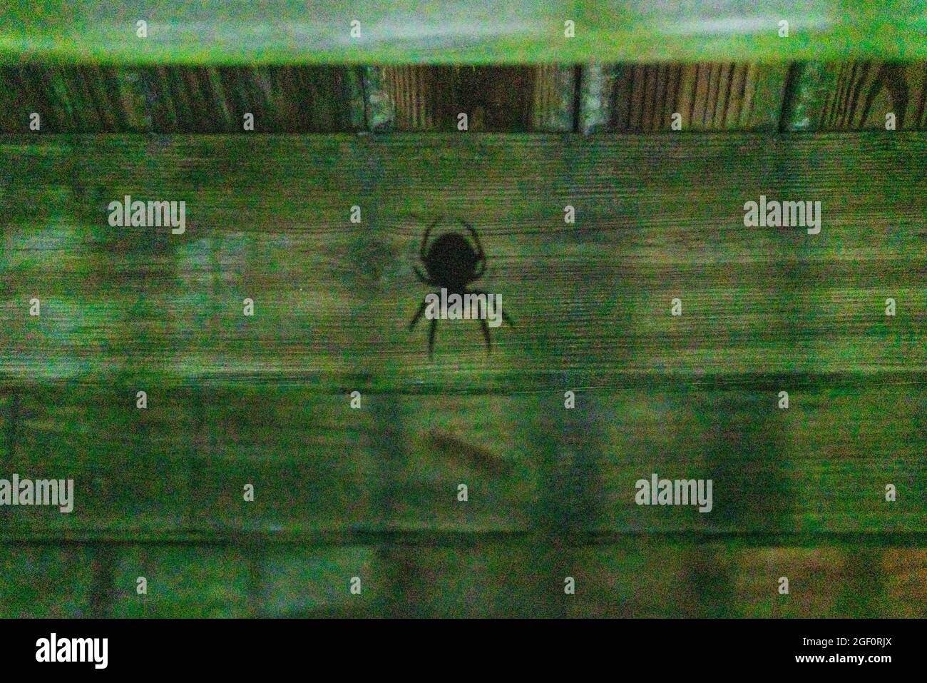 Orb Weaver Spider shadow Stock Photo - Alamy