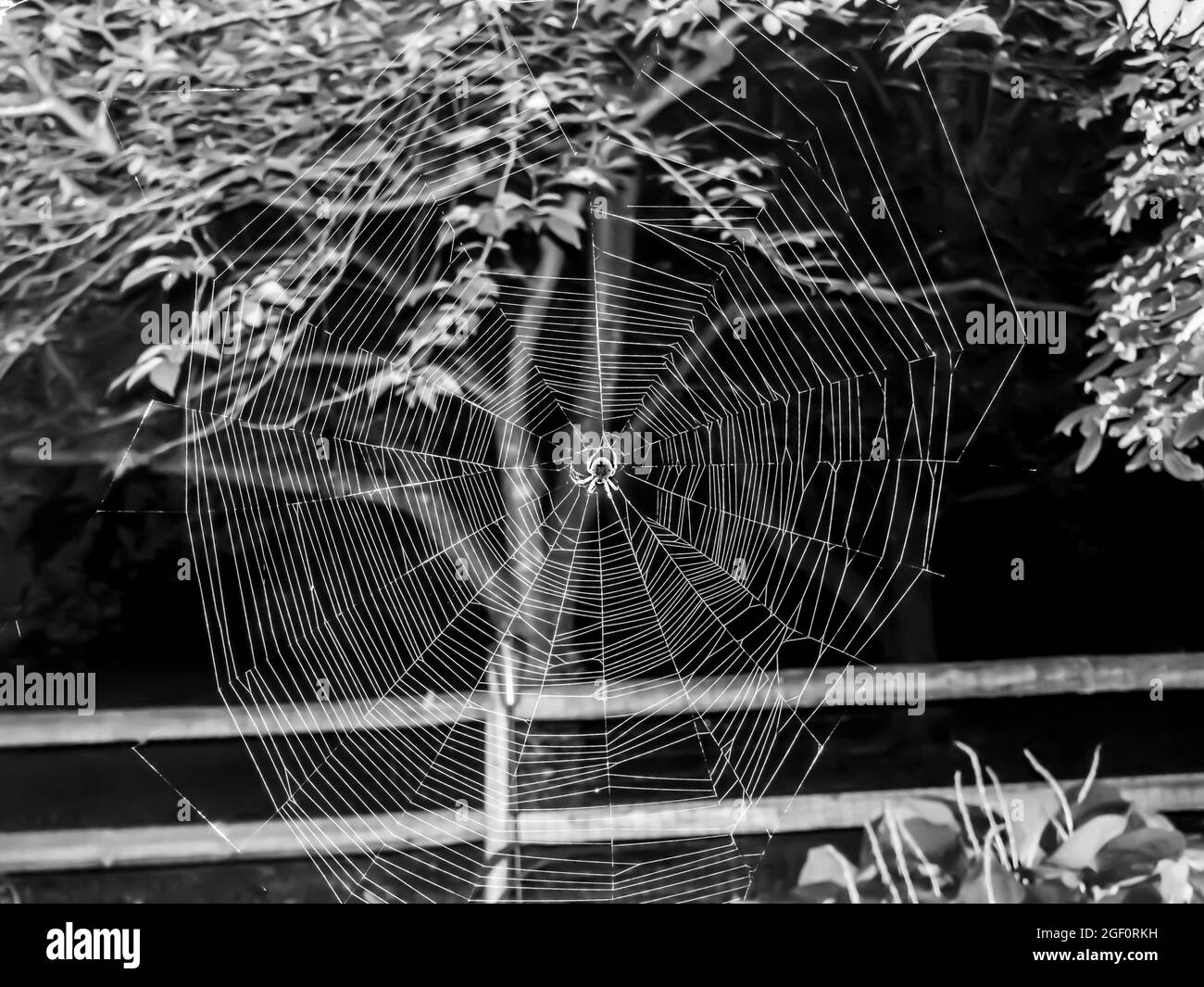Orb Weaver Spider Web Stock Photo - Alamy