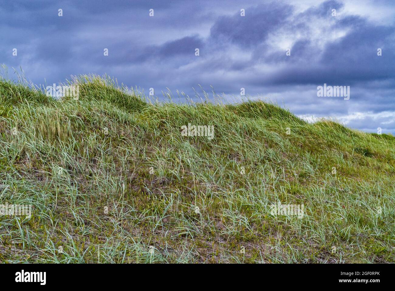 Flora at the beach in hills flowing Stock Photo - Alamy