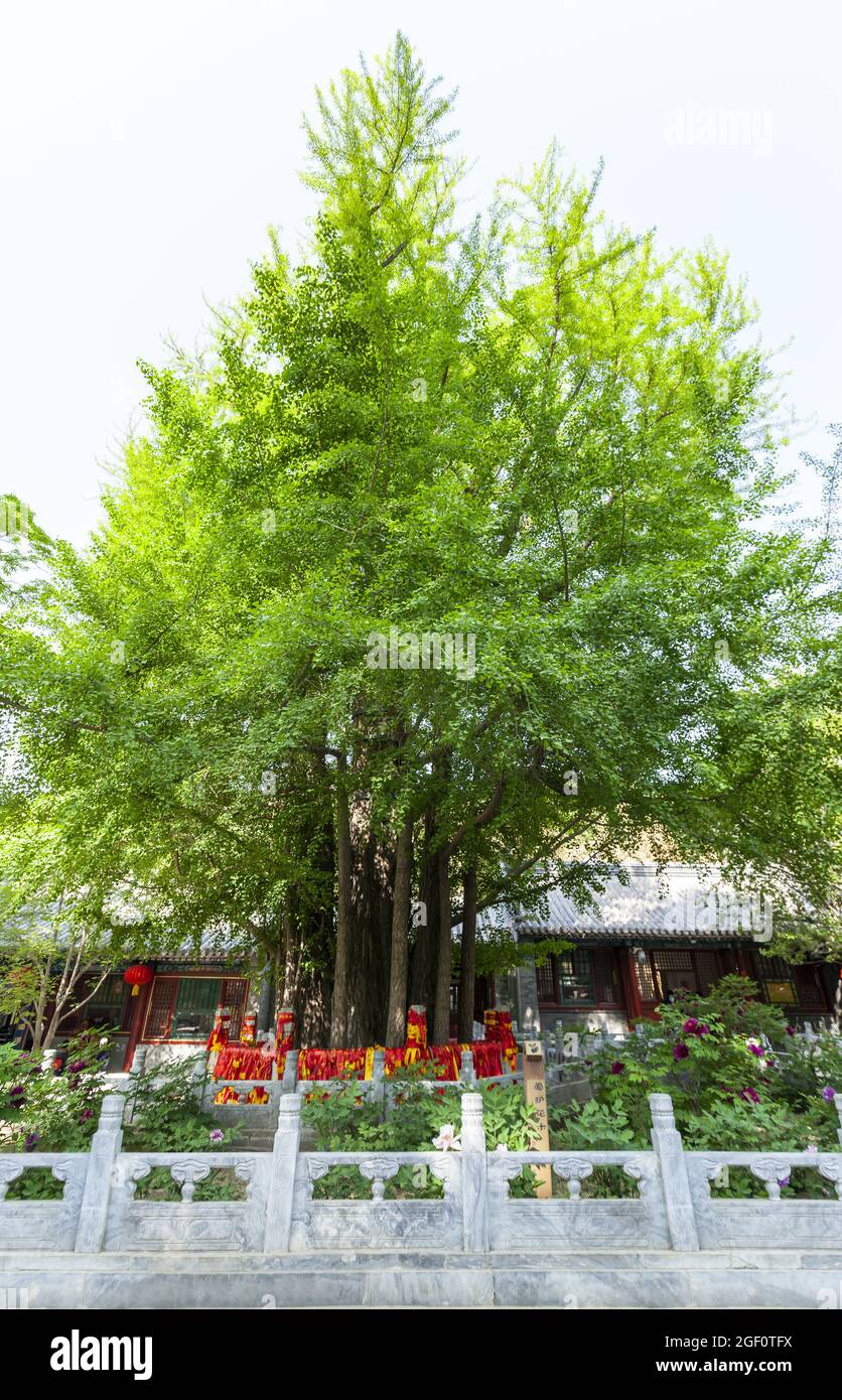 Beijing mentougou district involved - imperial tree Stock Photo - Alamy