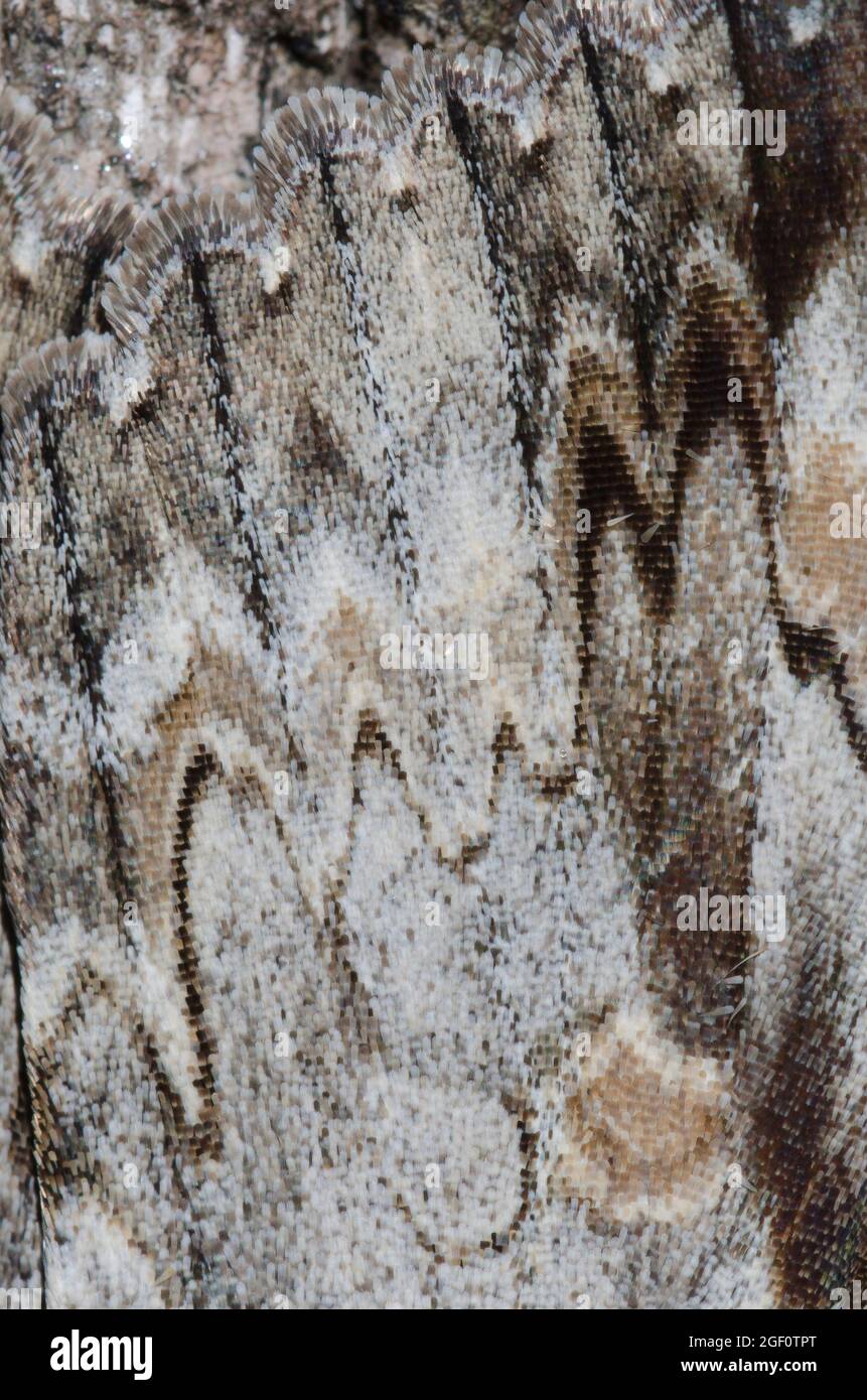 Sad Underwing, Catocala maestosa, wing detail Stock Photo - Alamy