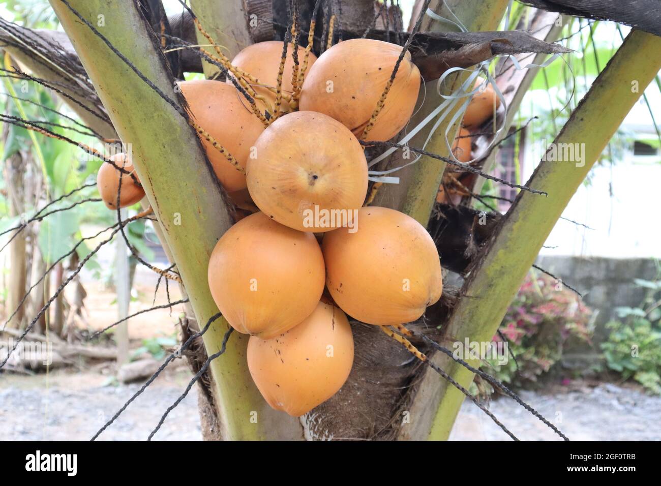 Coconut on tree, yellow and thunder coconut Very healthy food Stock ...