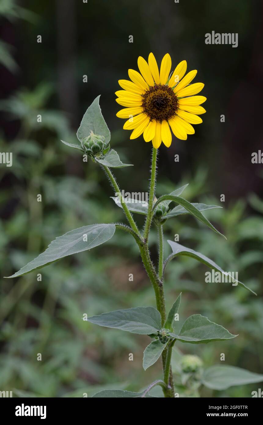 Common Sunflower, Helianthus annuus Stock Photo - Alamy