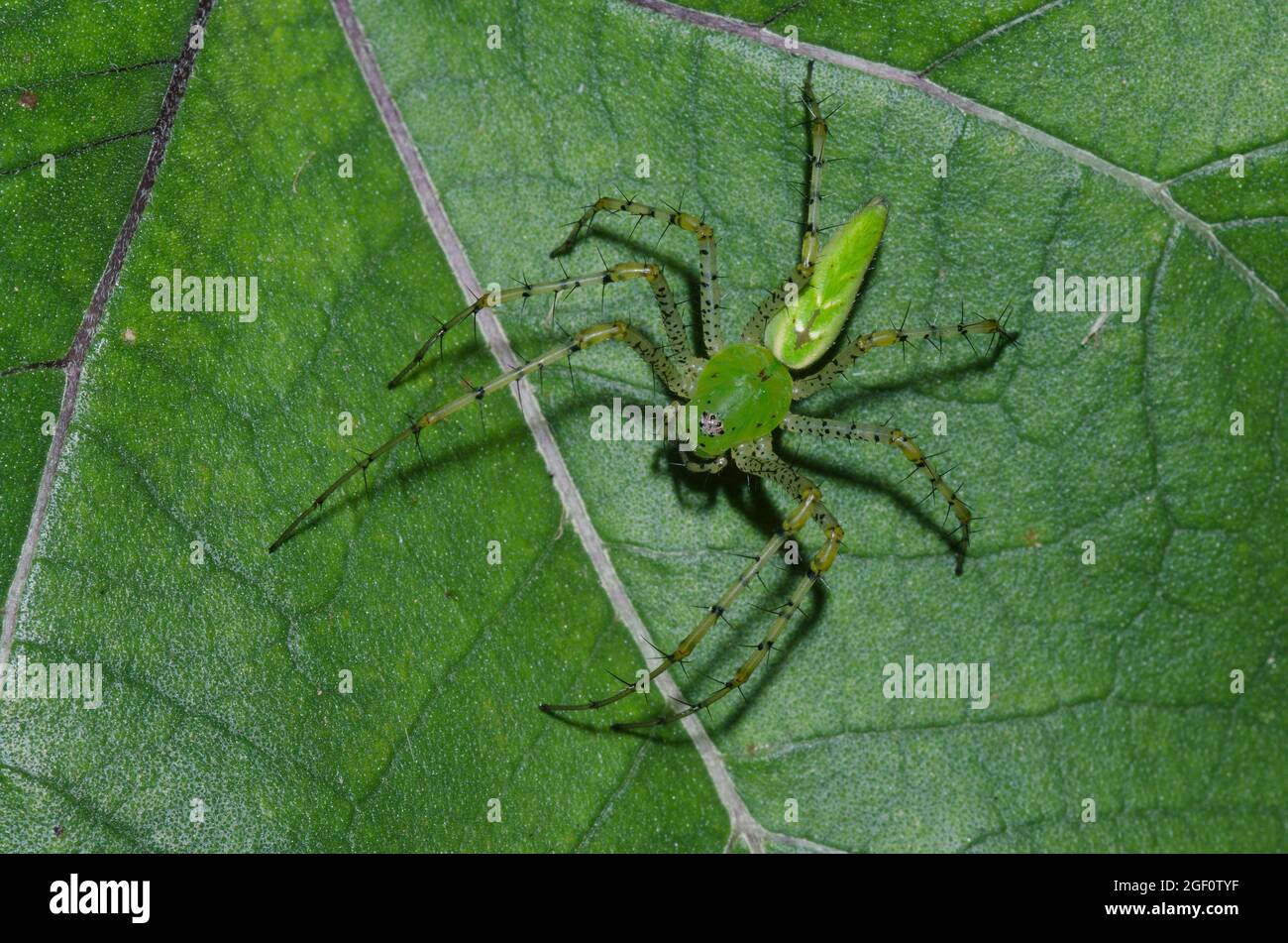 Green Lynx Spider, Peucetia viridans Stock Photo - Alamy