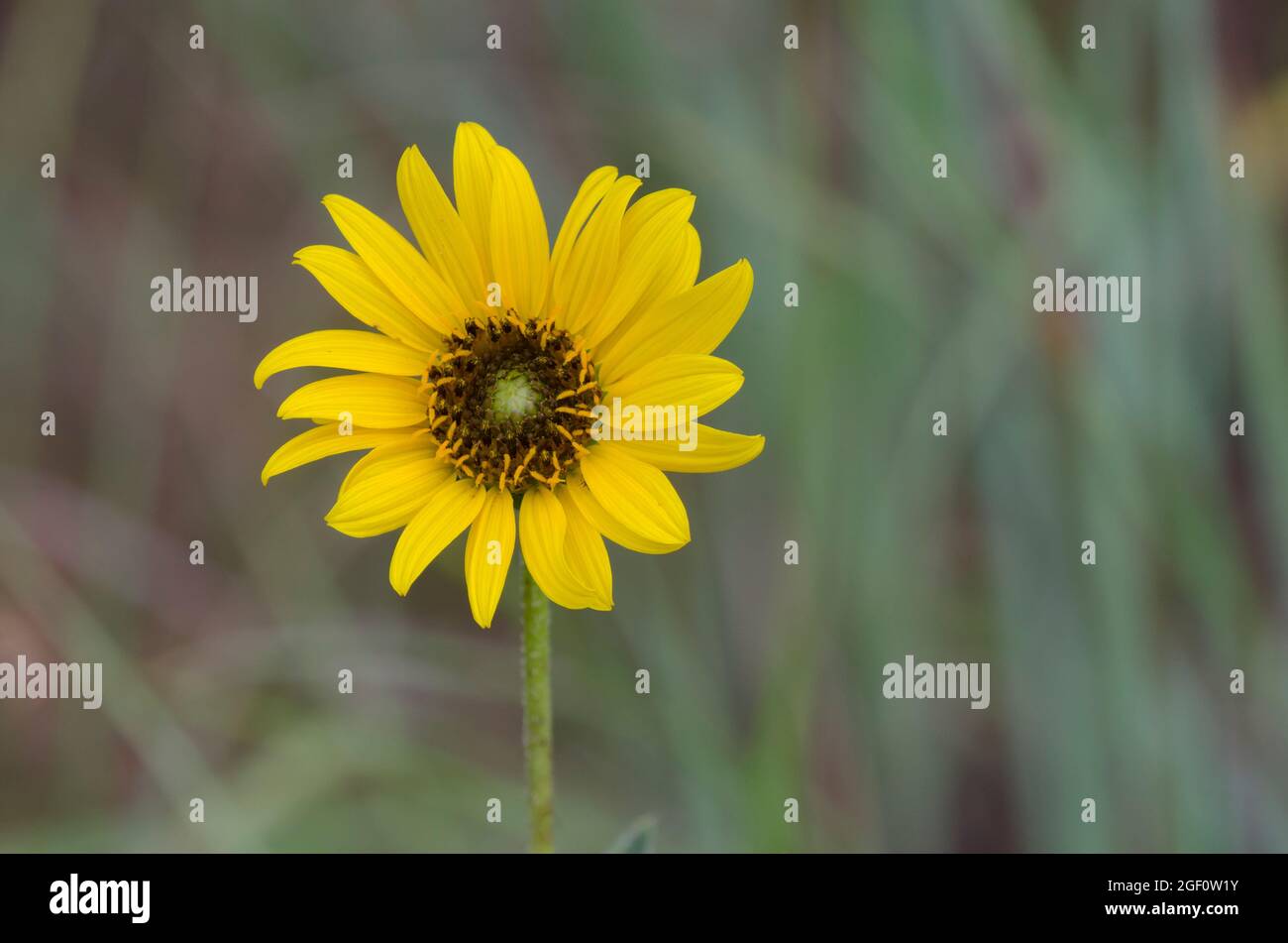 Stiff Sunflower, Helianthus pauciflorus Stock Photo - Alamy