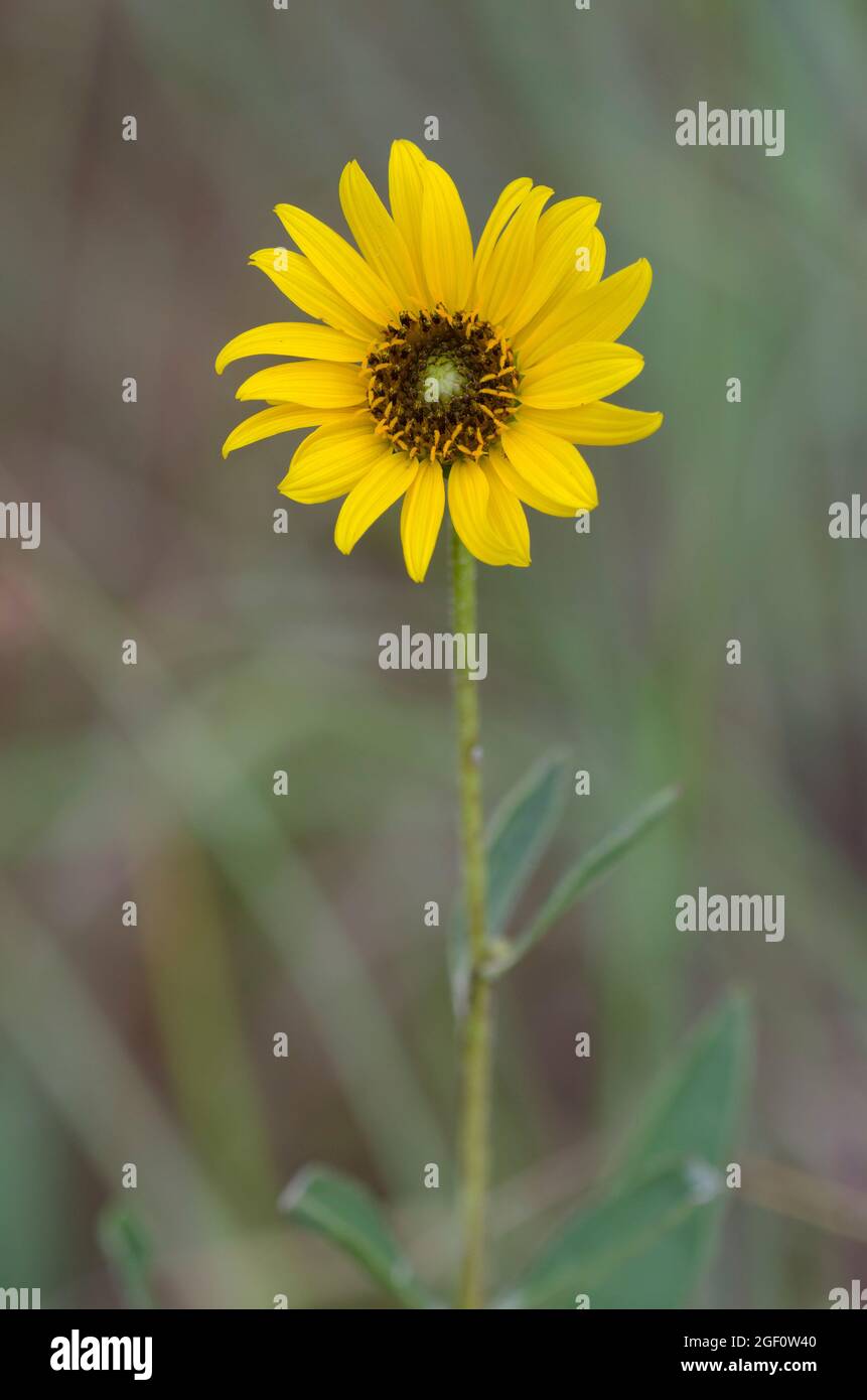 Stiff Sunflower, Helianthus pauciflorus Stock Photo - Alamy