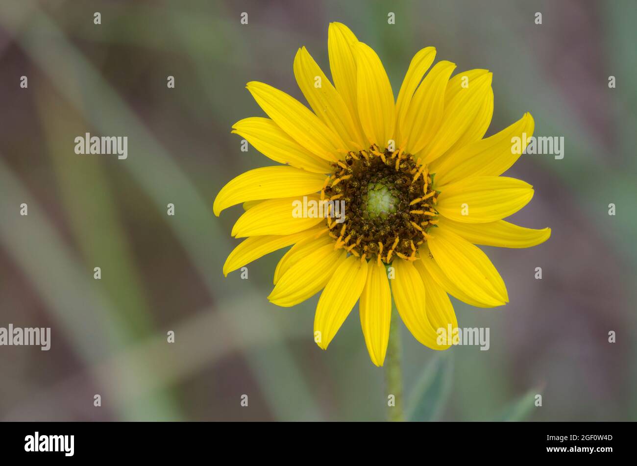 Stiff Sunflower, Helianthus pauciflorus Stock Photo - Alamy