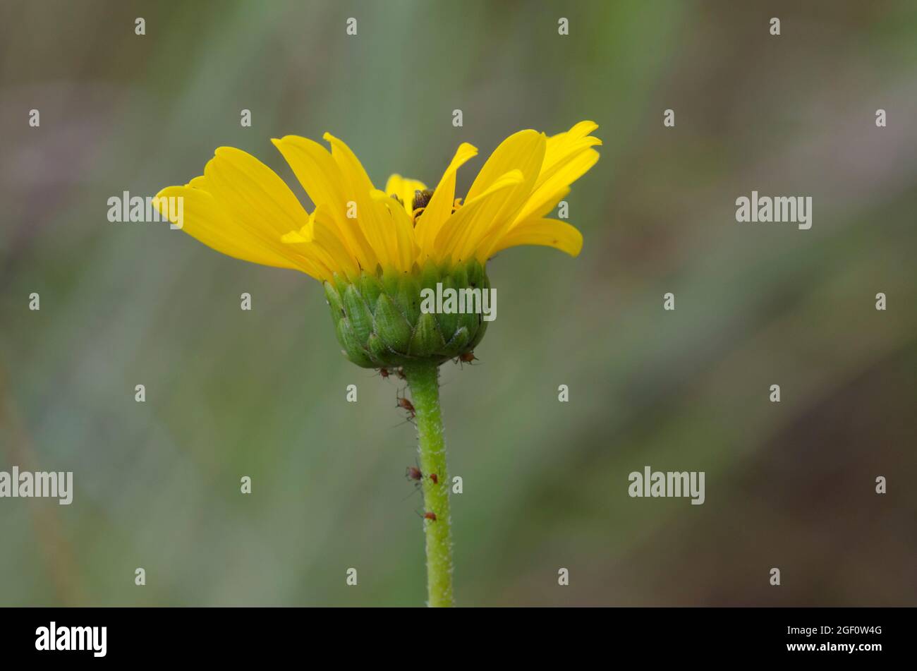 Stiff Sunflower, Helianthus pauciflorus Stock Photo - Alamy