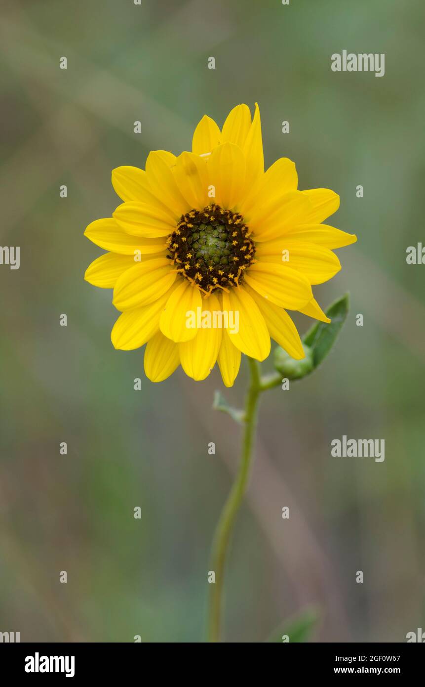 Stiff Sunflower, Helianthus pauciflorus Stock Photo - Alamy