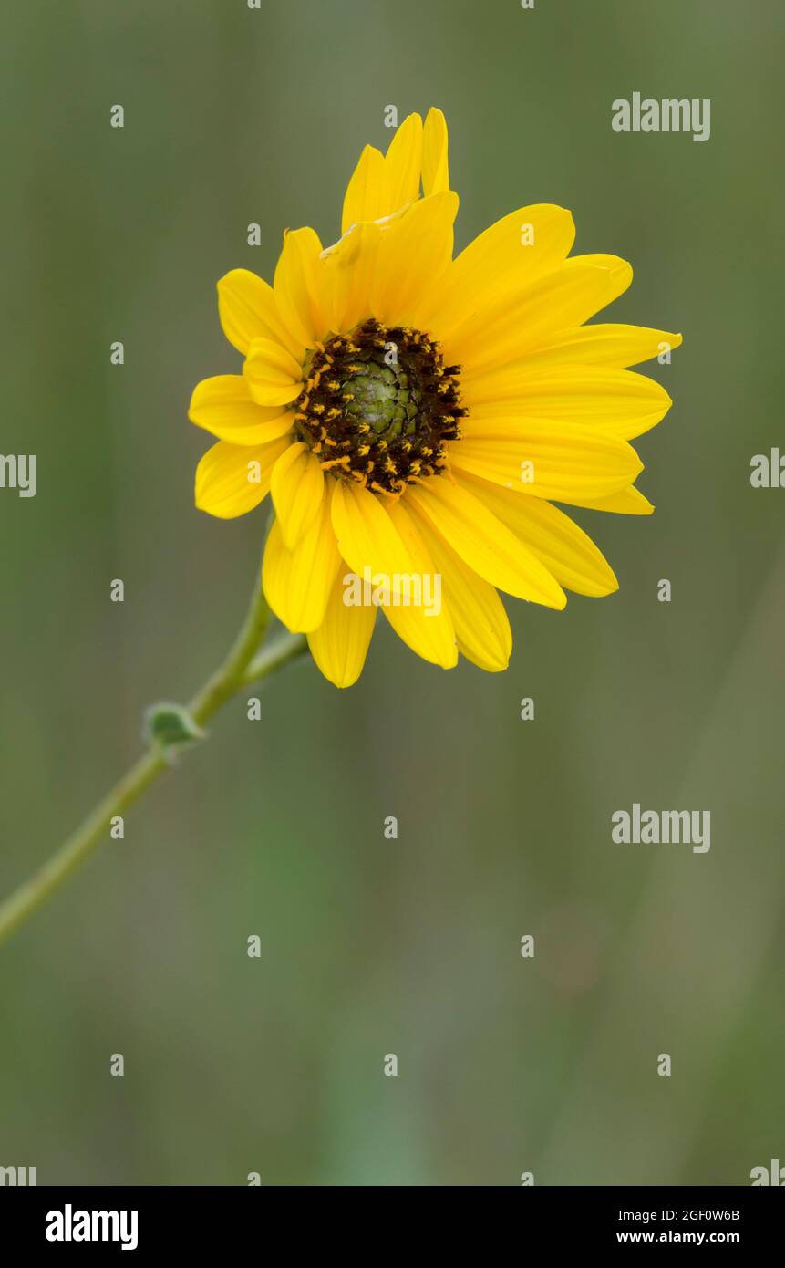 Stiff Sunflower, Helianthus pauciflorus Stock Photo - Alamy