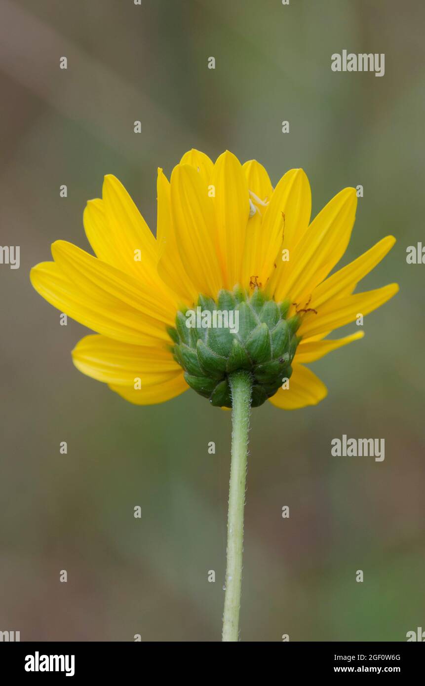 Stiff Sunflower, Helianthus pauciflorus Stock Photo - Alamy